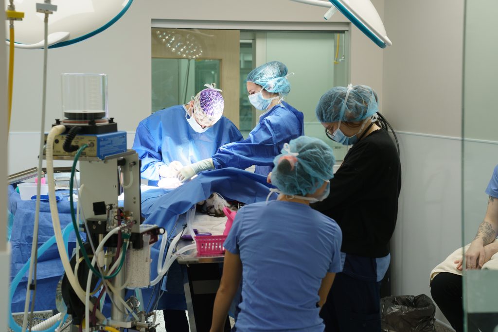 Tibial Tuberosity Advancement (TTA) Surgery for Dogs - Boundary Bay ...