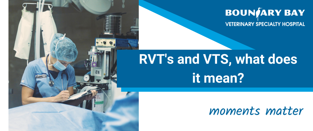 RVT's and VTS, what does it mean? - Boundary Bay Veterinary Specialty ...