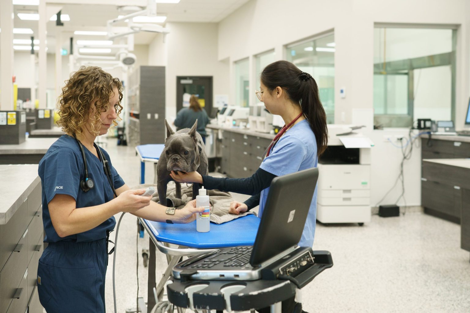 24 Hour Emergency Vet - Boundary Bay Veterinary Specialty Hospital