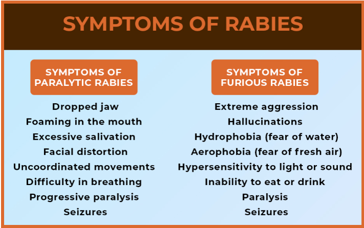Preventing Rabies In Your Pets - World Rabies Day, Sept. 28 - Boundary ...