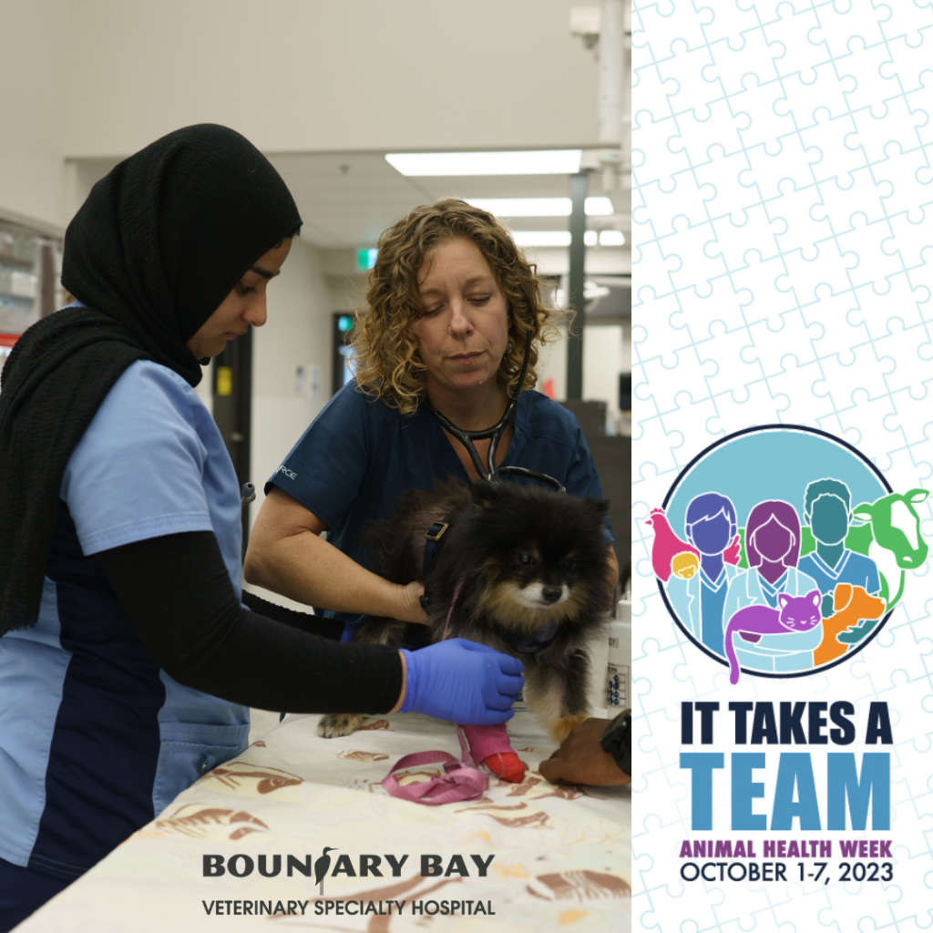 Animal Health Week, October 1-7, 2023 - Boundary Bay Veterinary ...