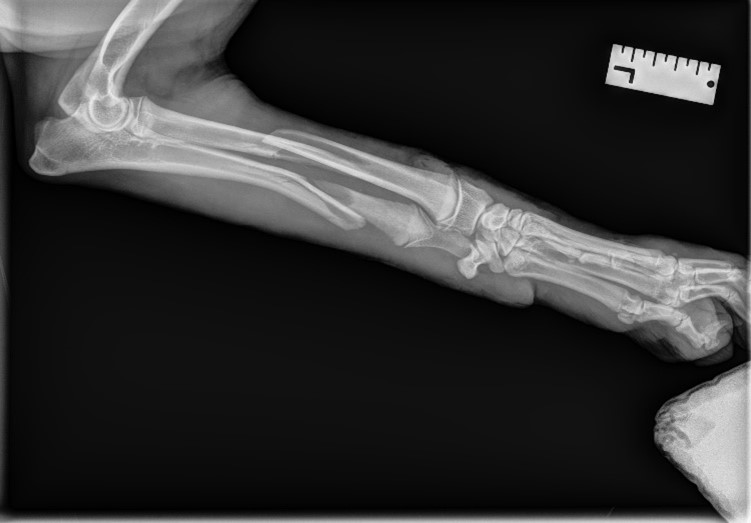 What happens if my dog breaks a leg? (How a specialty orthopedic ...