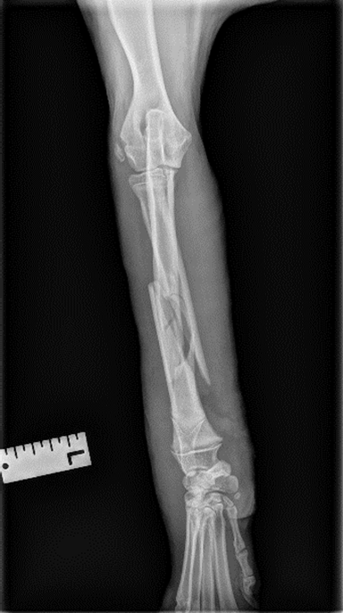 What happens if my dog breaks a leg? (How a specialty orthopedic ...