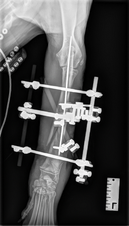 What happens if my dog breaks a leg? (How a specialty orthopedic ...