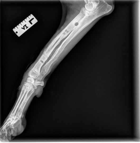 What happens if my dog breaks a leg? (How a specialty orthopedic ...