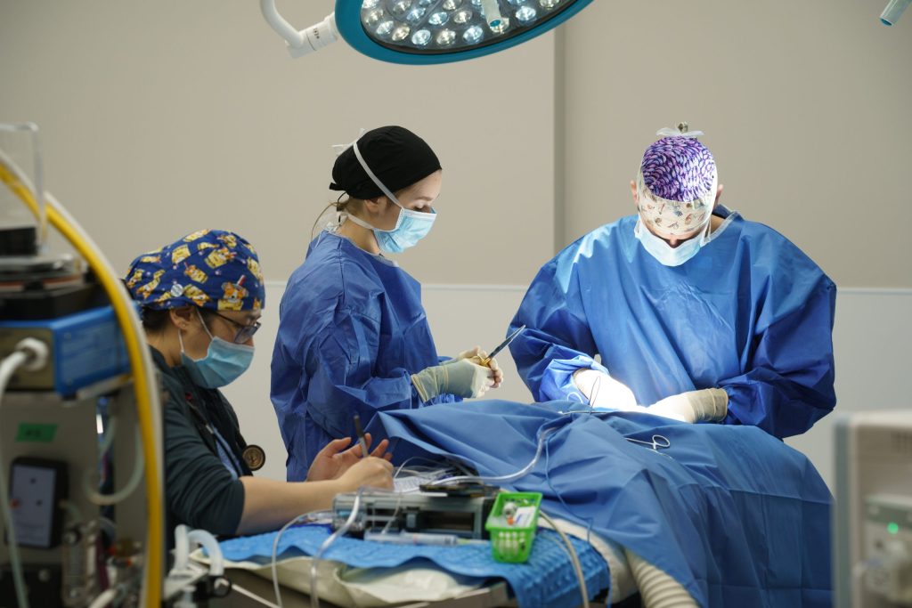 Cesarean section (C-section) emergencies in dogs – when to go to the ...