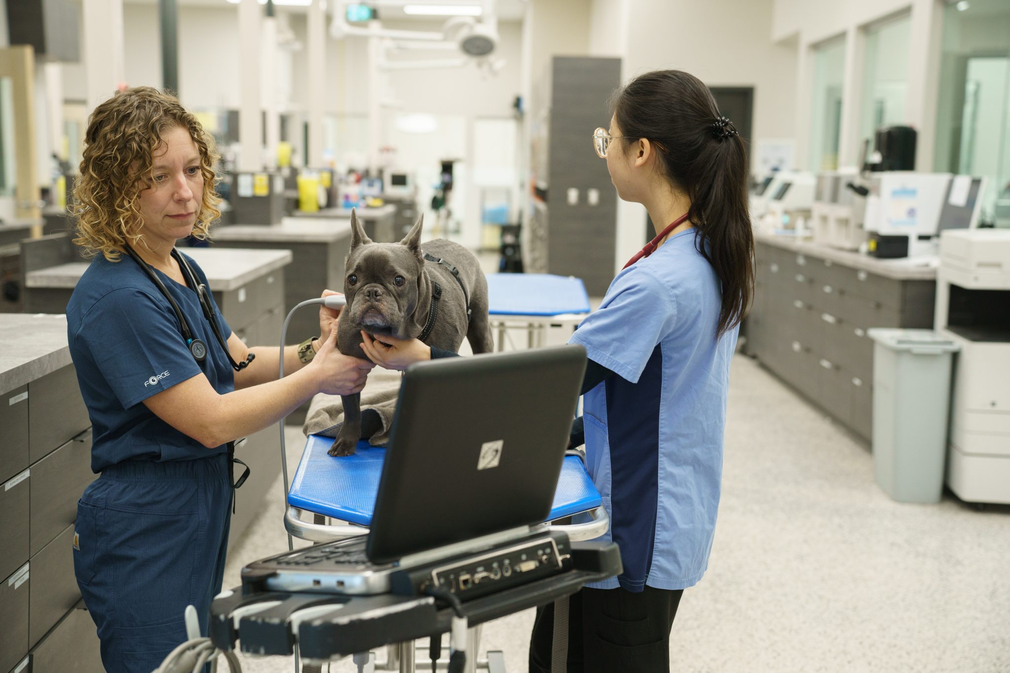 About Us - Boundary Bay Veterinary Specialty Hospital