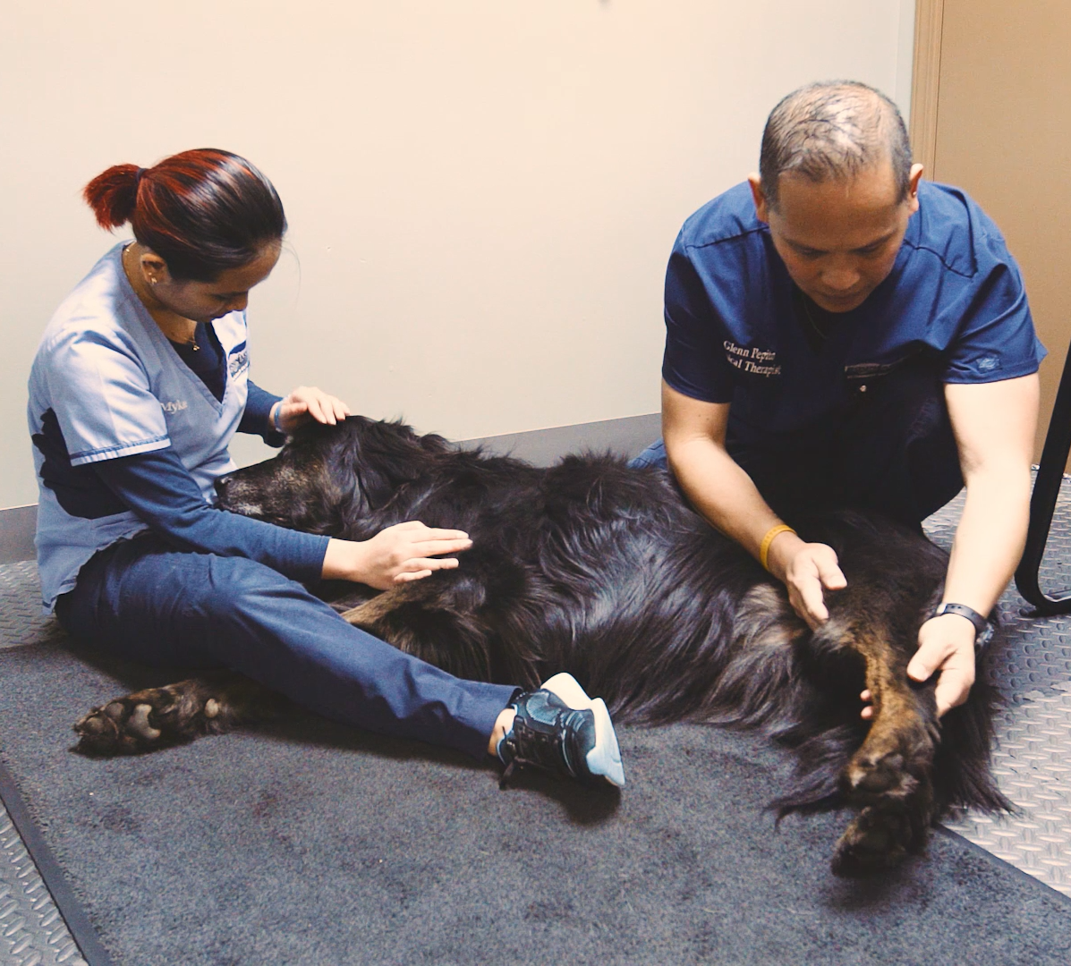 Dog and Cat Physiotherapy: What Pet Owners Need to Know - Boundary Bay ...