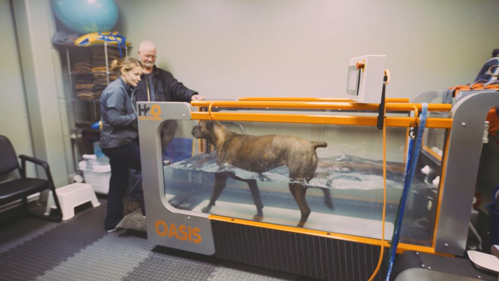 The benefits of dog walking and how physiotherapy can help enhance ...