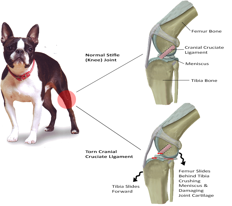 TPLO Surgery for Dogs: What to Expect From This Common Procedure ...