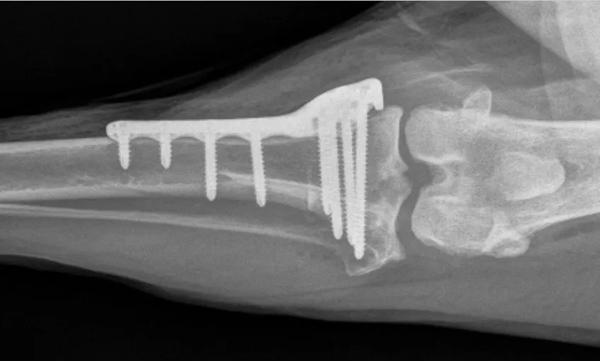 Tibial Plateau Leveling Osteotomies (TPLO) for Dogs - Boundary Bay ...